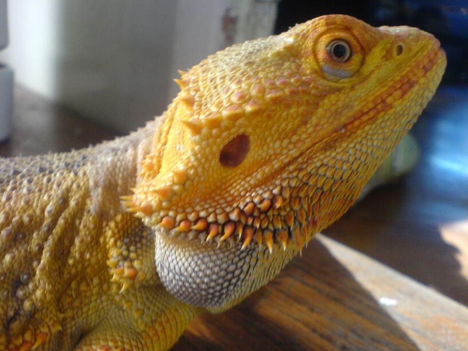 Bradata agama