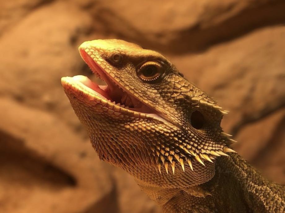 Bradata agama i terarij