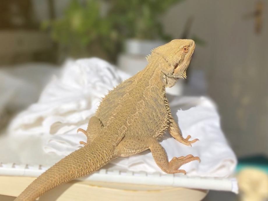 Bradata agama i terarij