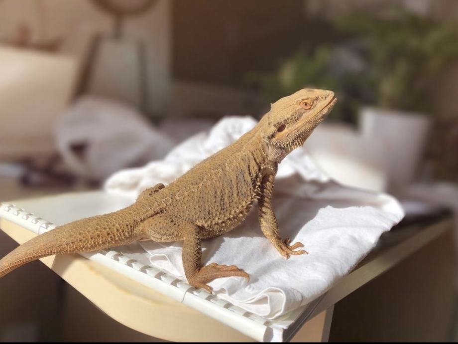 Bradata agama i terarij