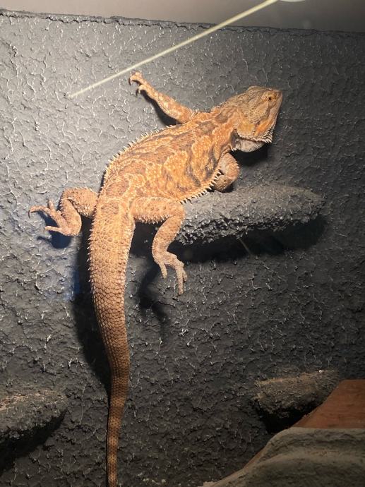 Bradata agama + terarij (sa lampom)