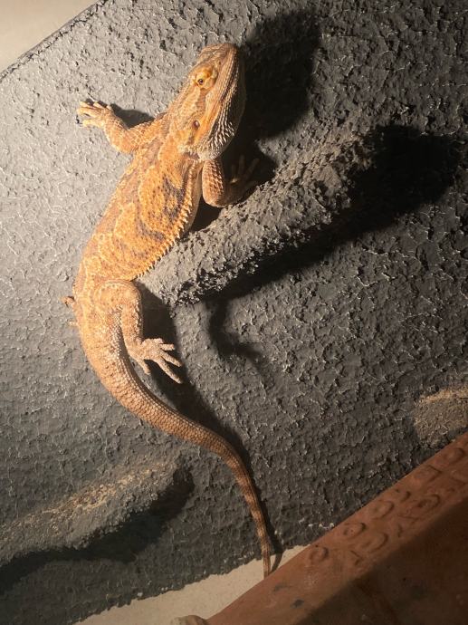 Bradata agama + terarij (sa lampom)