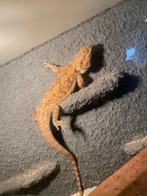 Bradata agama + terarij (sa lampom)