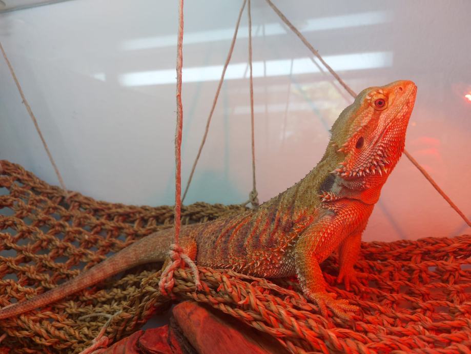 BRADATA AGAMA I TERARIJ SA OPREMOM