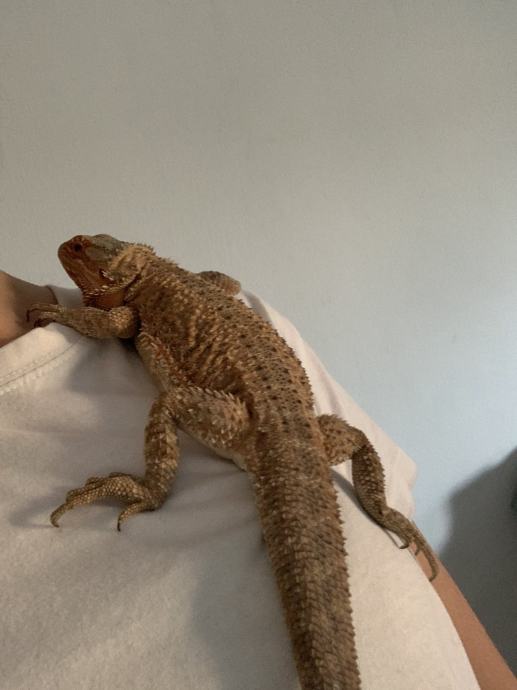 Bradata agama + terarij