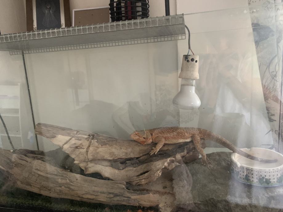 Bradata agama + terarij