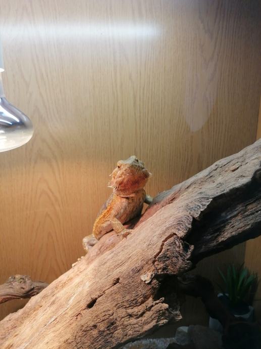 Bradata Agama i terarij