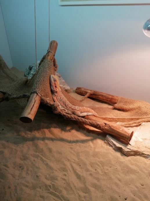 Bradata Agama i terarij