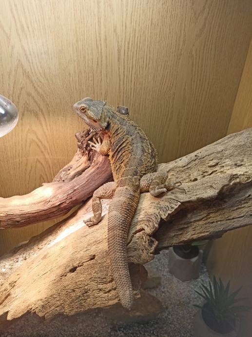 Bradata Agama i terarij