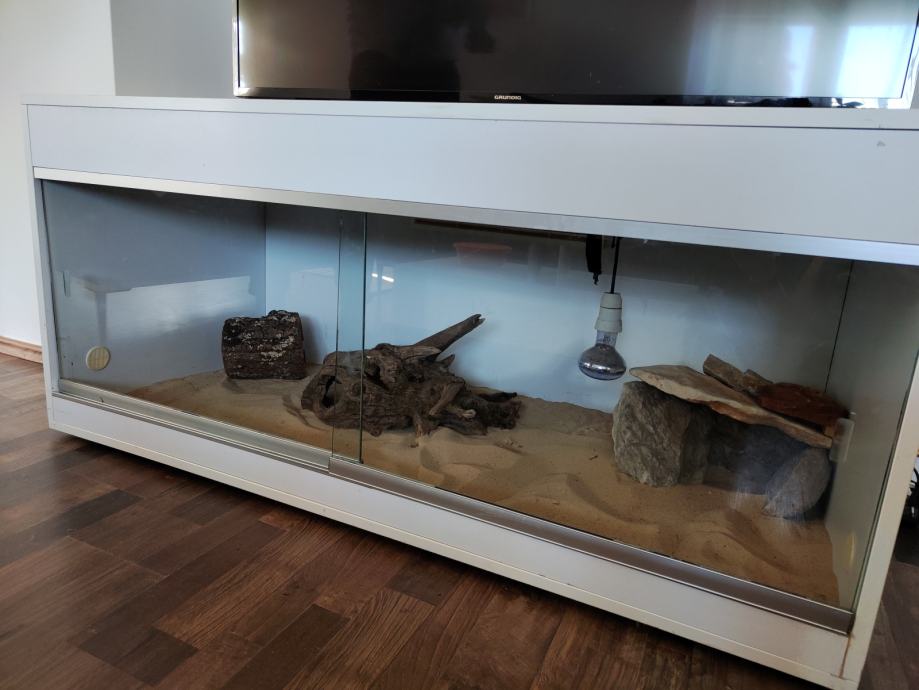 Bradata Agama i terarij