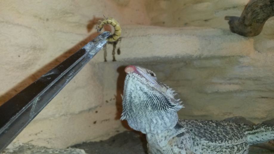 BRADATA AGAMA I TERARIJ