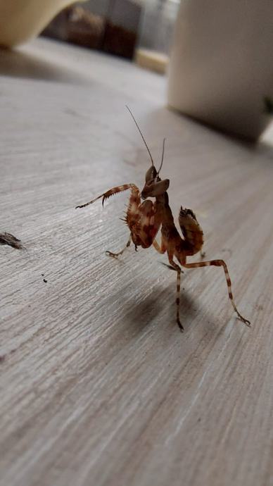 Creobroter spec. Yunnan