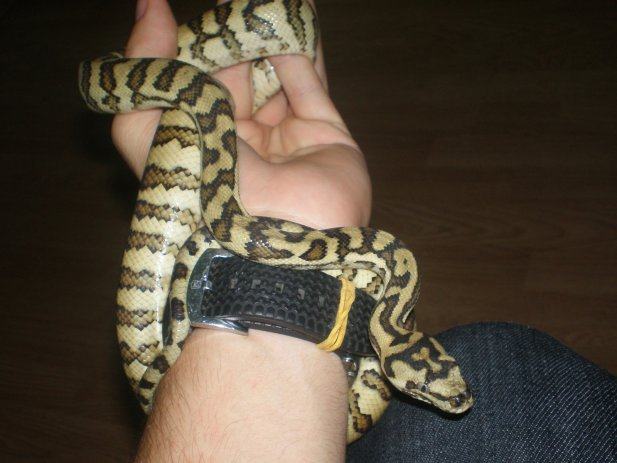 Diamond Jungle Jaguar Piton Morelia