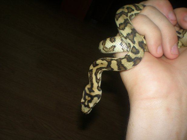 Diamond Jungle Jaguar Piton Morelia