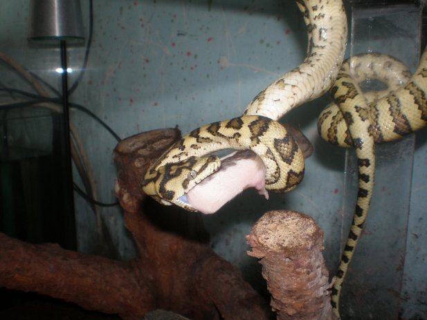 Diamond Jungle Jaguar Piton Morelia