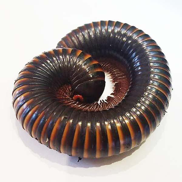 Divovske afričke stonoge.