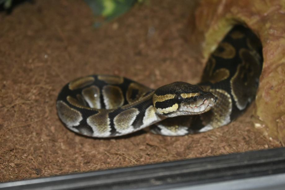 Kraljevski piton i terarij, prodaja ili zamjena za ženke tarantula