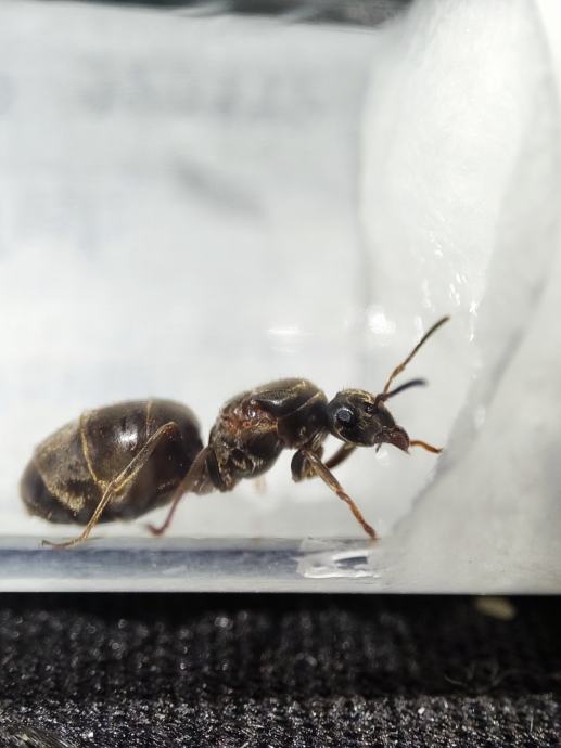 Kraljica Mrava / Ant Queen (Lasius Niger)