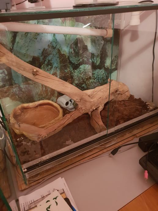 Kukuruzna albino zmija(albino corn snake)