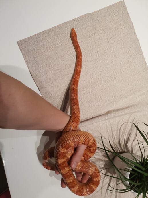 Kukuruzna albino zmija(albino corn snake)