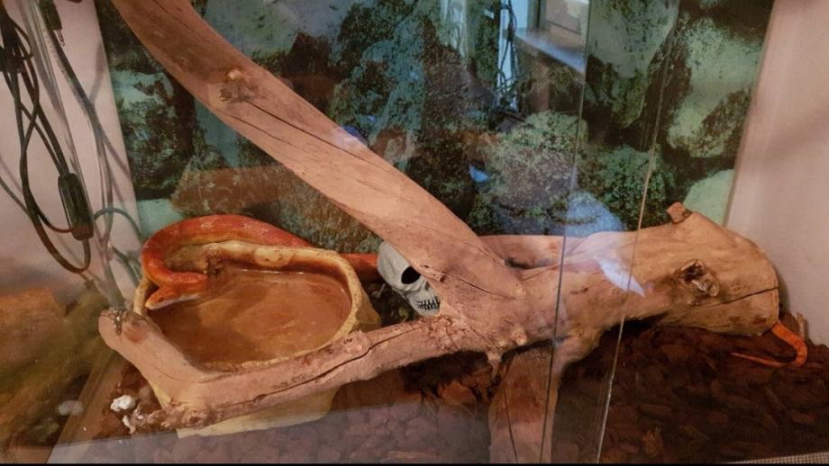 Kukuruzna albino zmija(albino corn snake)