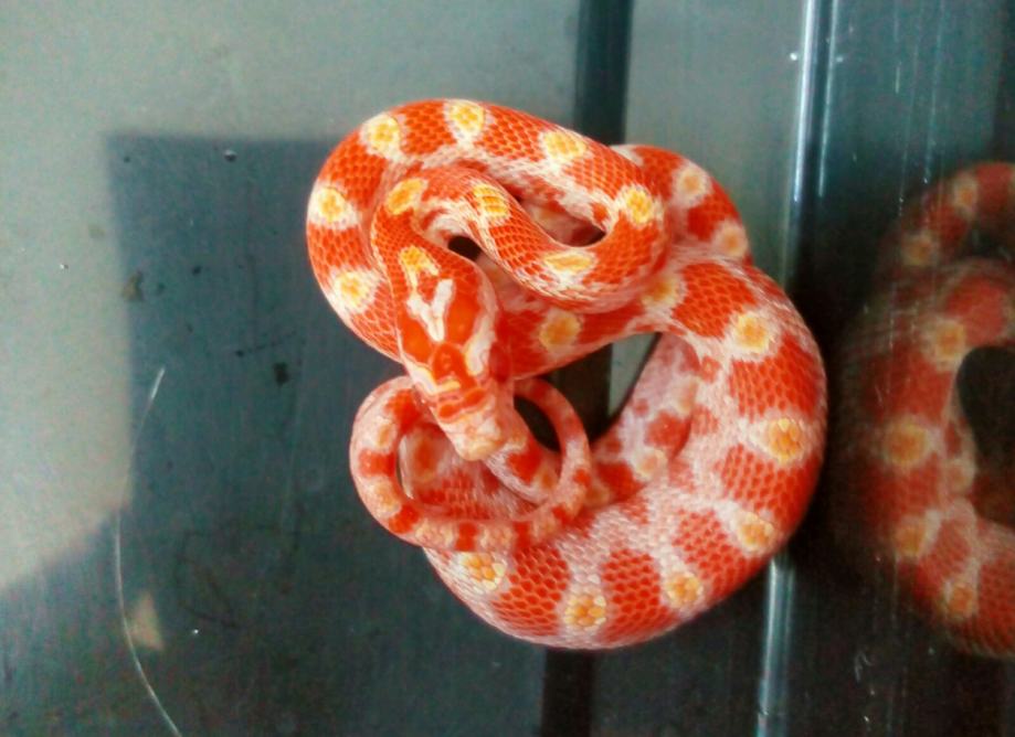Kukuruzne zmije ALBINO