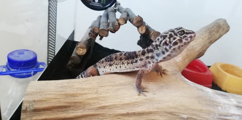 Leopard gekon