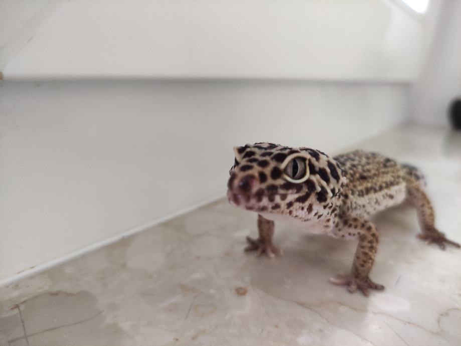 Leopard gekon HITNO