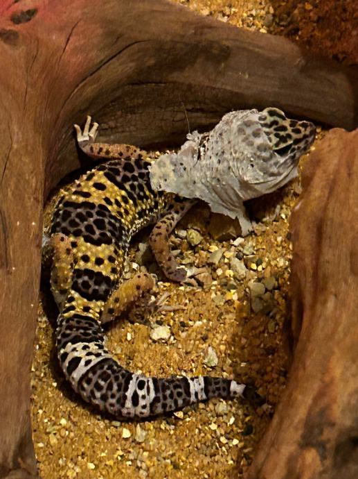 leopard gekon sa svom opremom