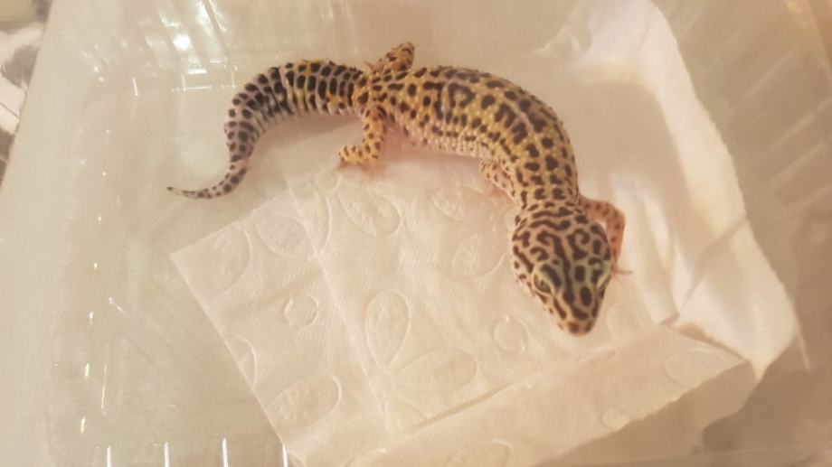 Leopard gekoni