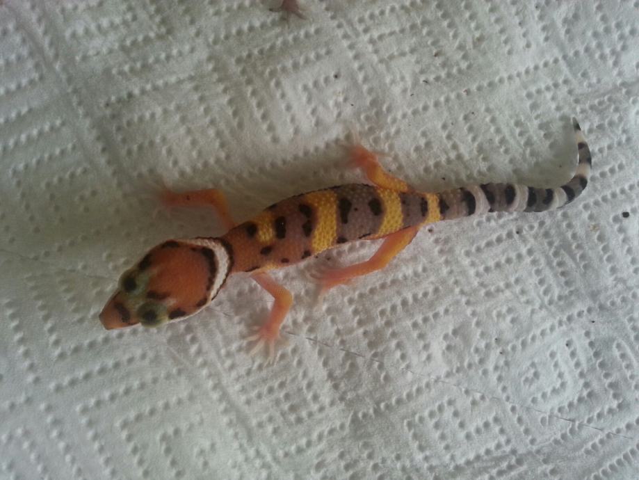 Leopard gekoni