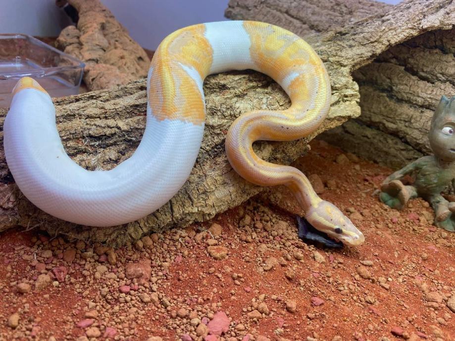 Loptasti piton - ball python