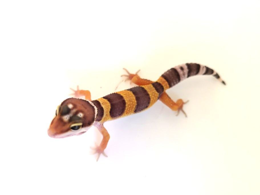 Mladi leopard gekoni