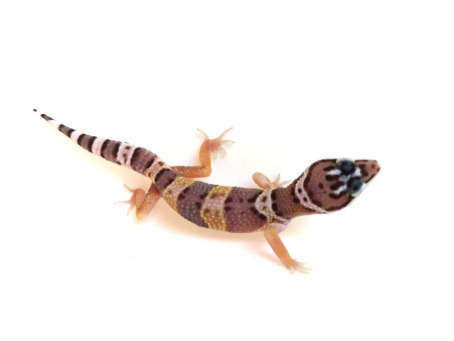 Mladi leopard gekoni