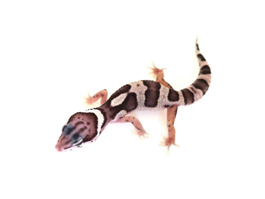 Mladi leopard gekoni