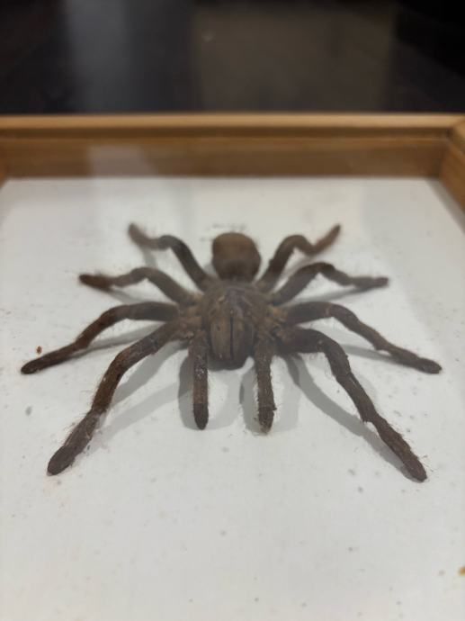 Originalni uokvireni afrički pauk tarantula (Mygales “Africa”)29x29 cm
