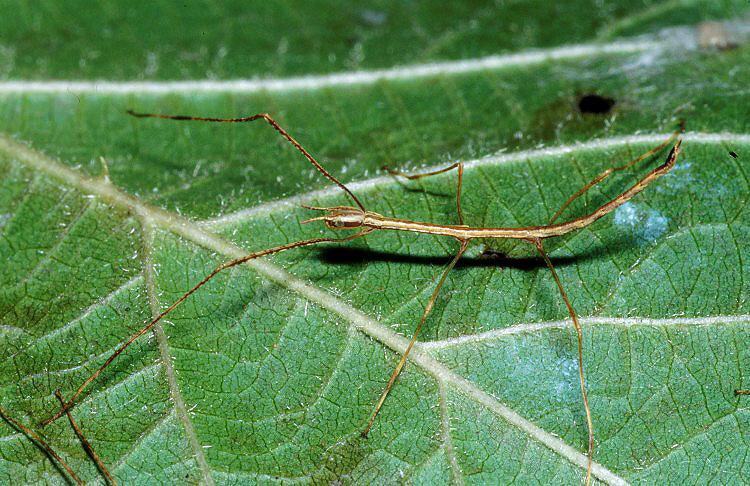 Paličnjaci Ramulus thaii