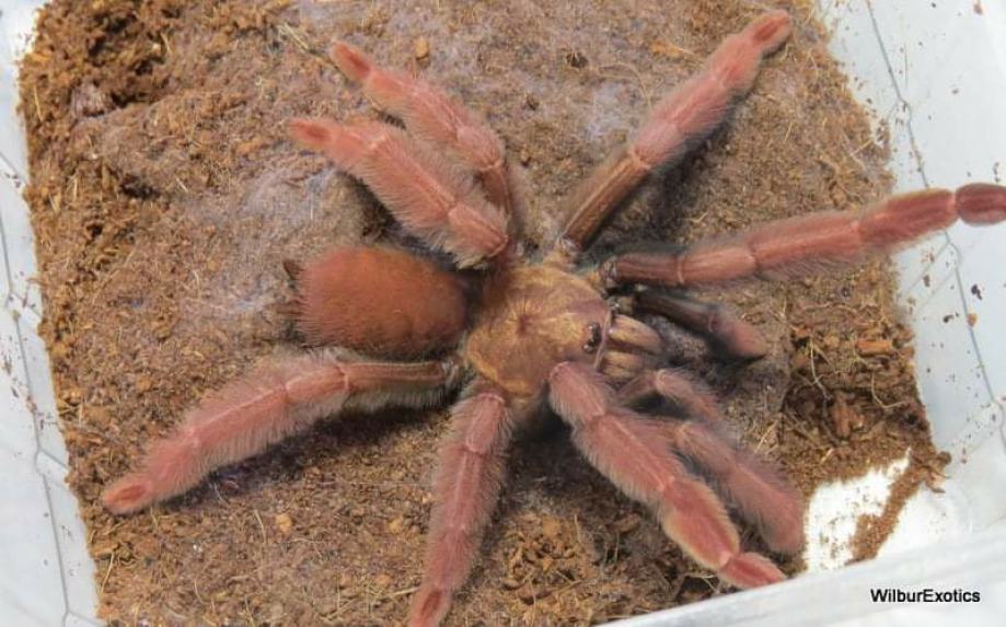 Psalmopoeus ecclesiasticus