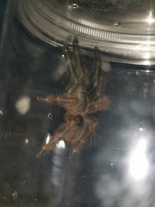 Psalmopoeus Victorii