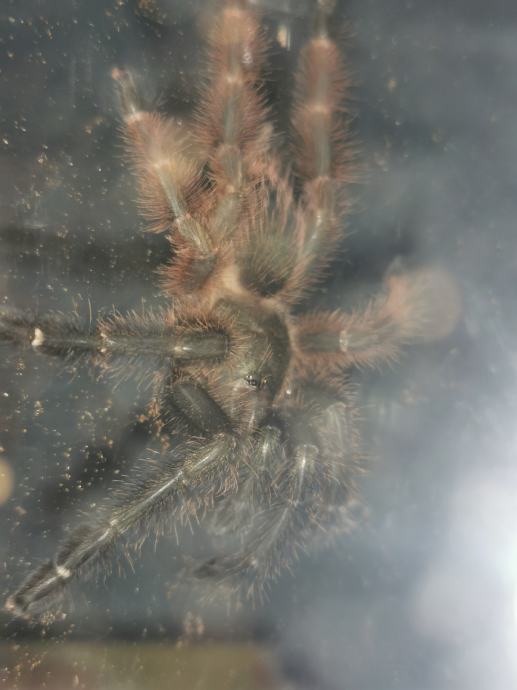 Psalmopoeus Victorii
