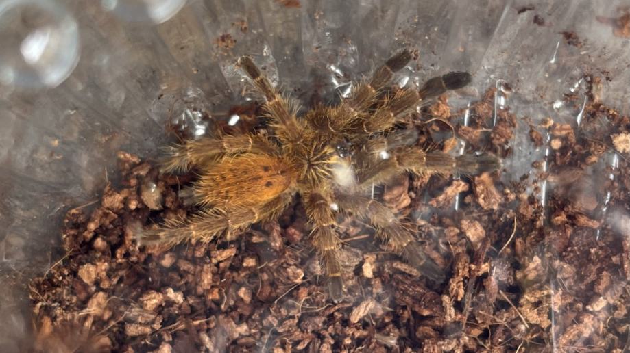 Pterinochilus murinus RCF / OBT / Orange Baboon Tarantula / 1+1 gratis