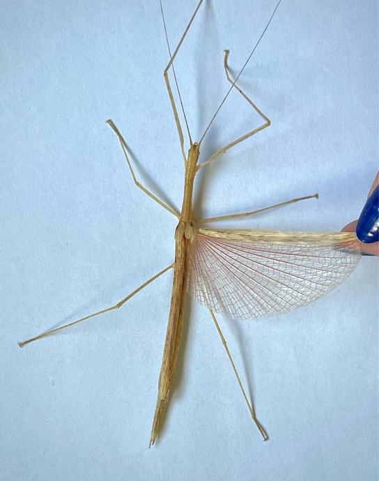 Sipyloidea sipylus - 6 mladih i 1 odrasli