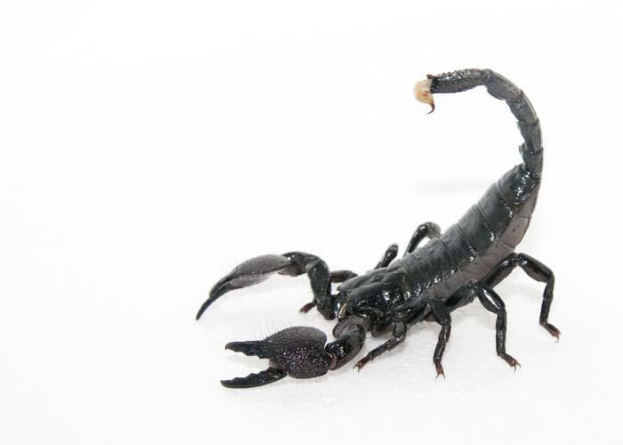 Škorpioni, pauci, strige, stonoge: