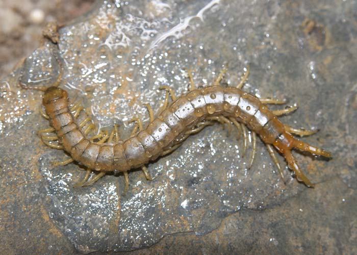 Škorpioni, pauci, strige, stonoge: