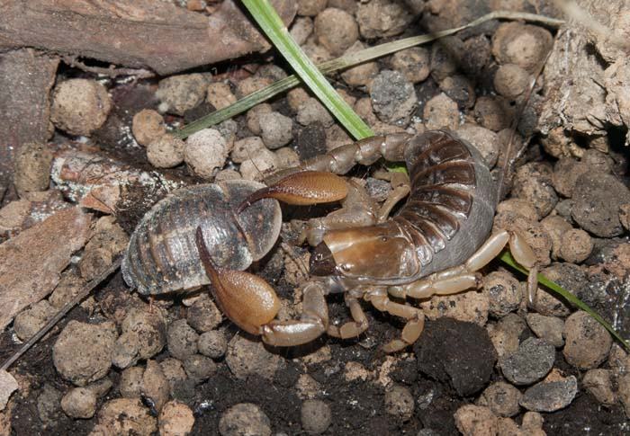 Škorpioni, pauci, strige, stonoge: