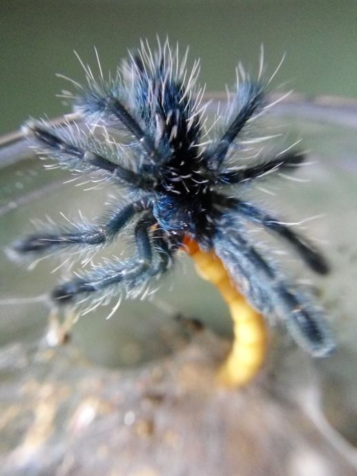 Tarantula Avicularia Versicolor (slingovi)