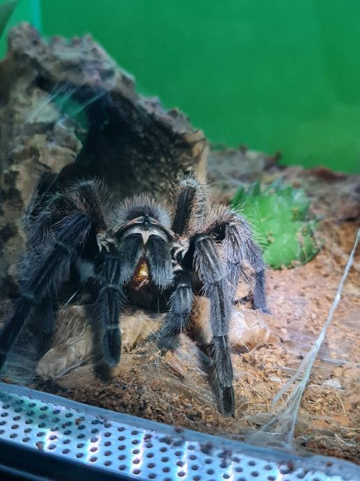 Tarantula P.Cancerides 0.1