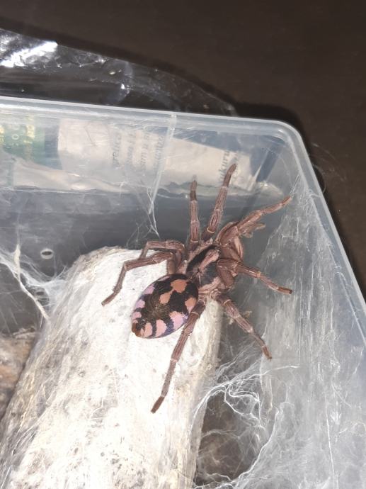 Tarantula