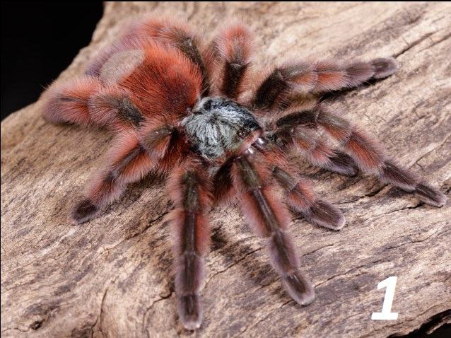 TARANTULA / TARANTULE ( 20% popusta na 3 kupljenje tarantule )