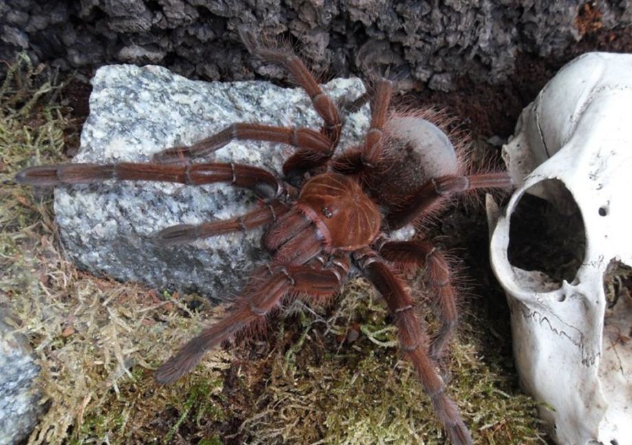 TARANTULA / TARANTULE Theraphosa apophysis Pinkfoot Goliath Bird Eater